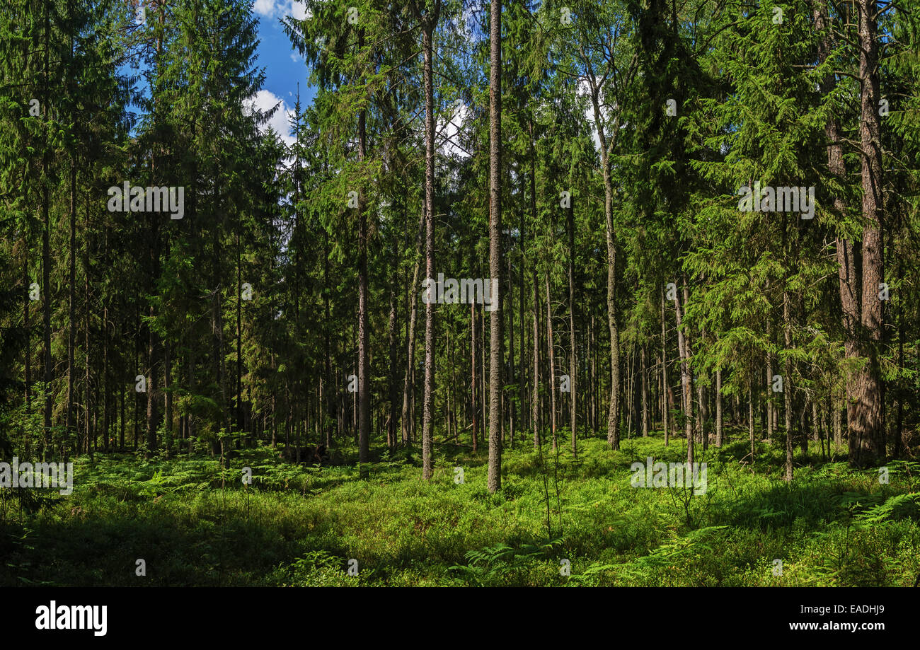 Sunny day in fur-tree forest Stock Photo - Alamy