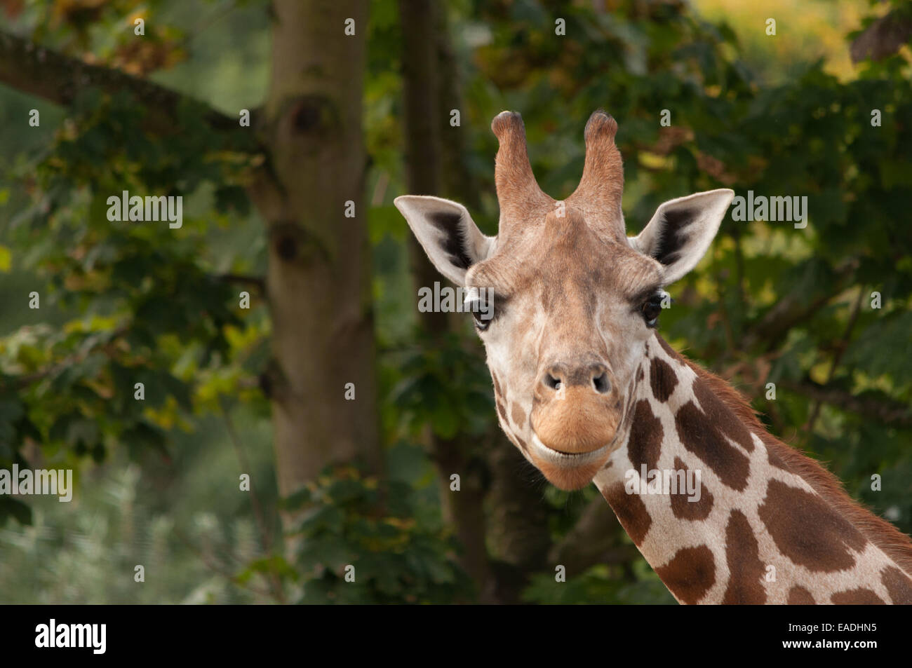 Giraffe looking at you Stock Photo - Alamy