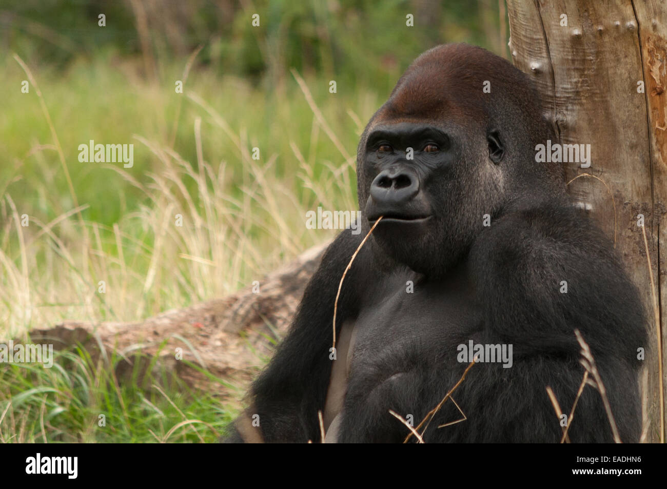 Gorilla sat in the grass Stock Photo - Alamy