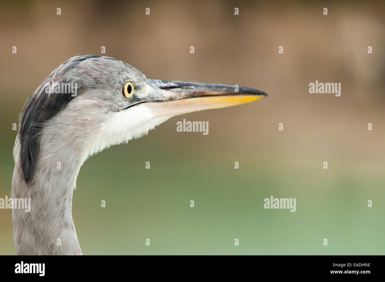 Grey heron on lookout hi-res stock photography and images - Alamy