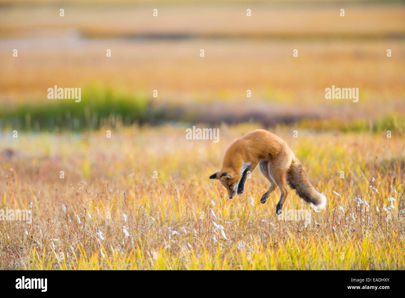 Red fox jumping prey hi-res stock photography and images - Alamy