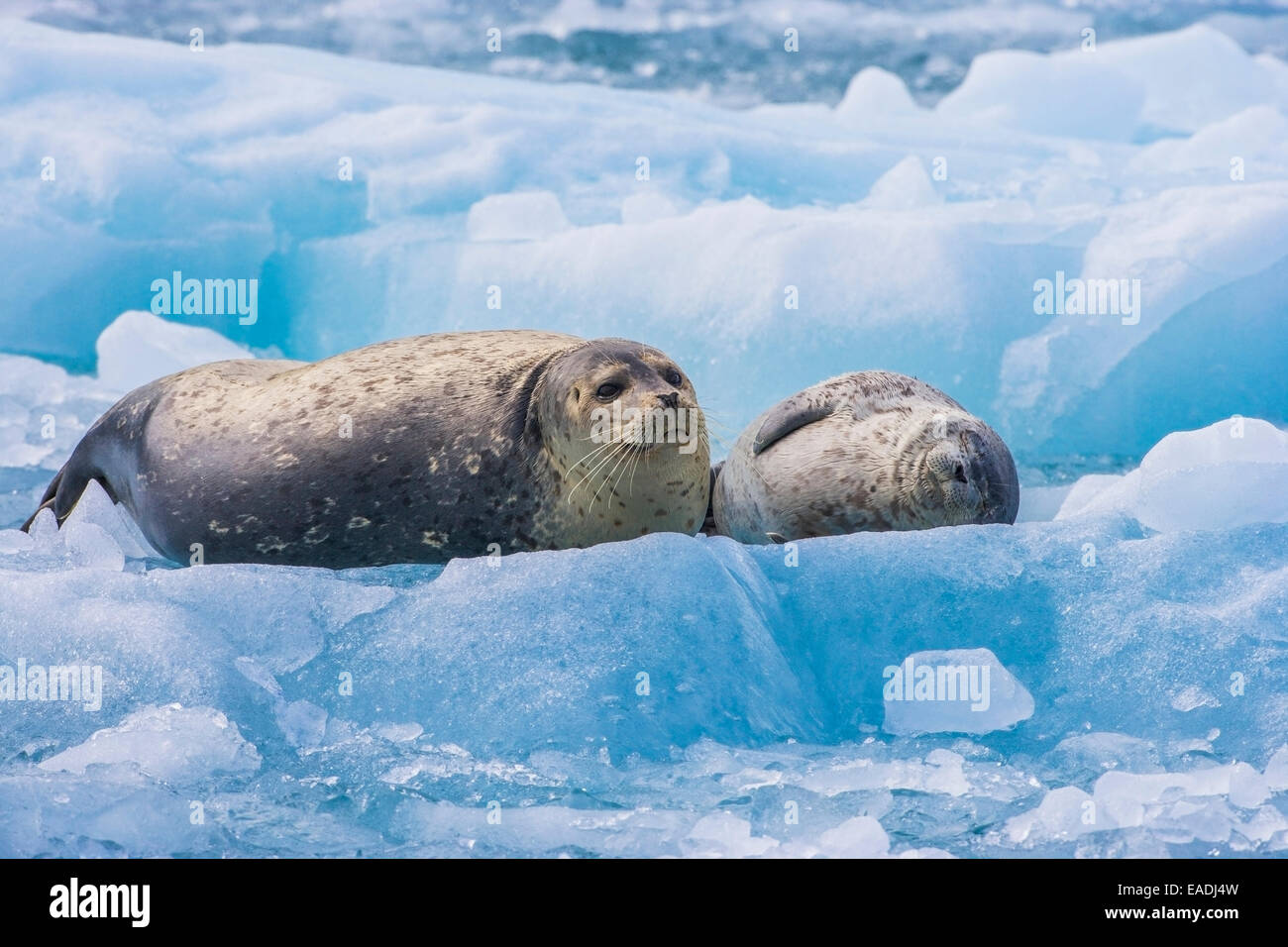 Chenega hi-res stock photography and images - Alamy