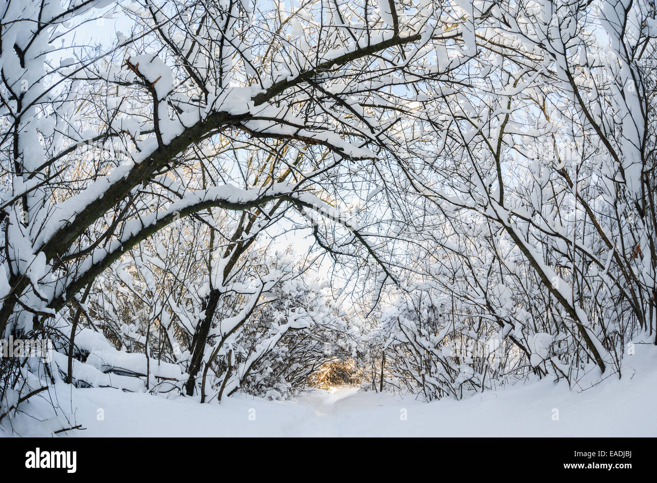 snowy winter forest Stock Photo - Alamy