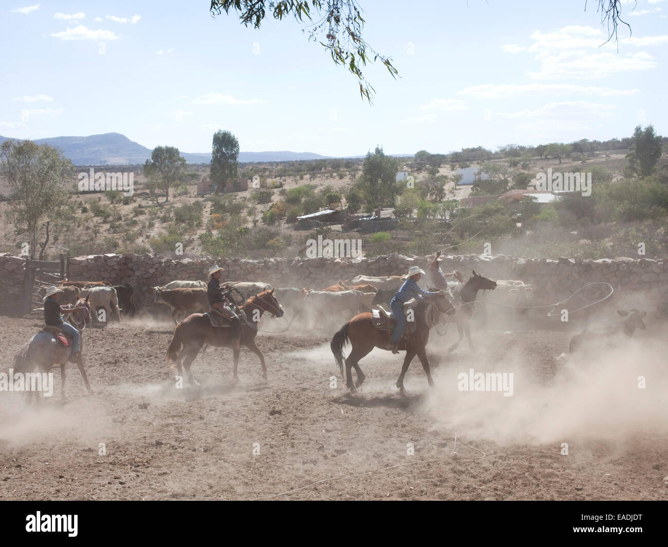 Mexican Cowboys roping cattle Stock Photo - Alamy