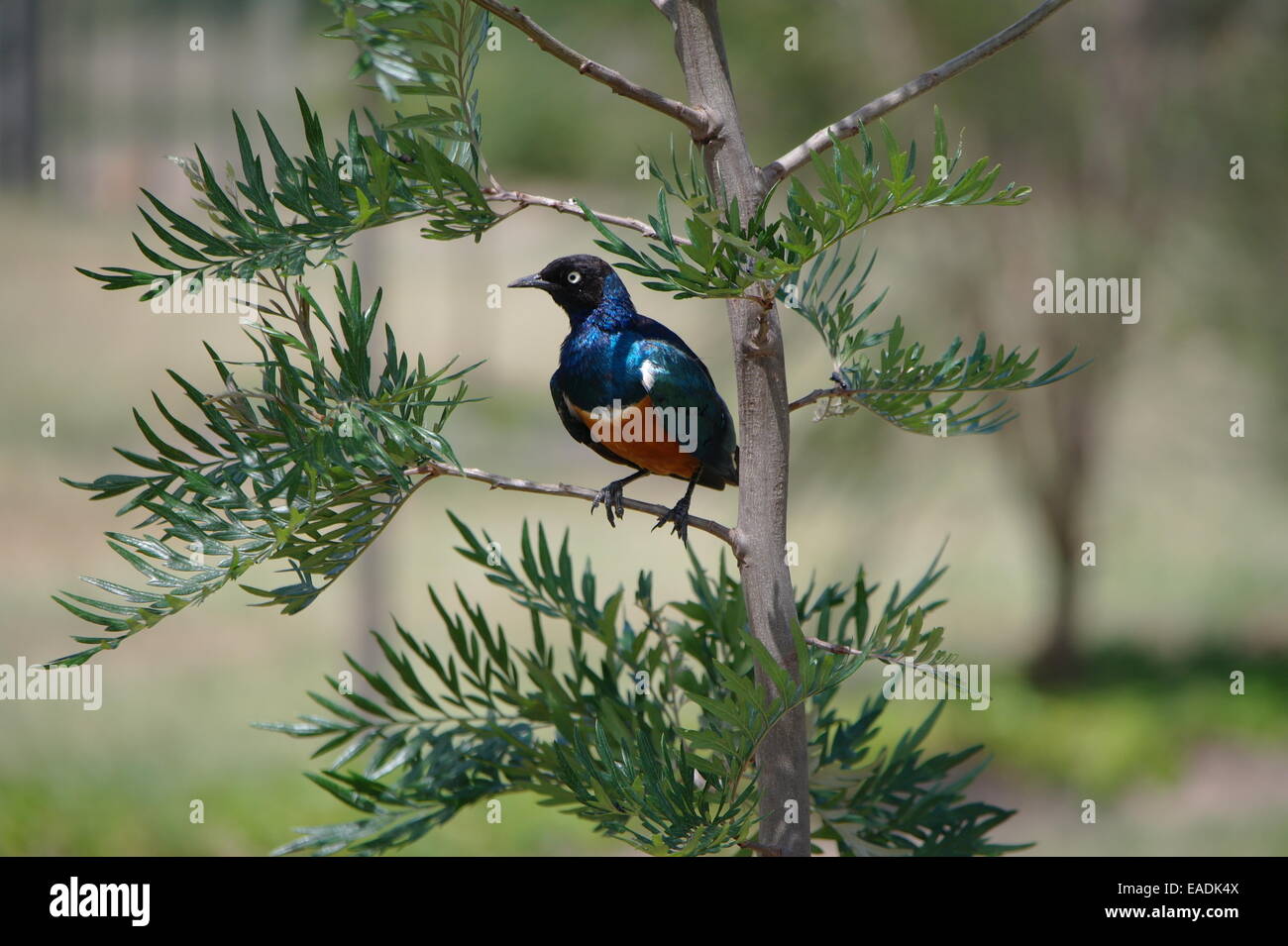 Kenyan starling hi-res stock photography and images - Alamy