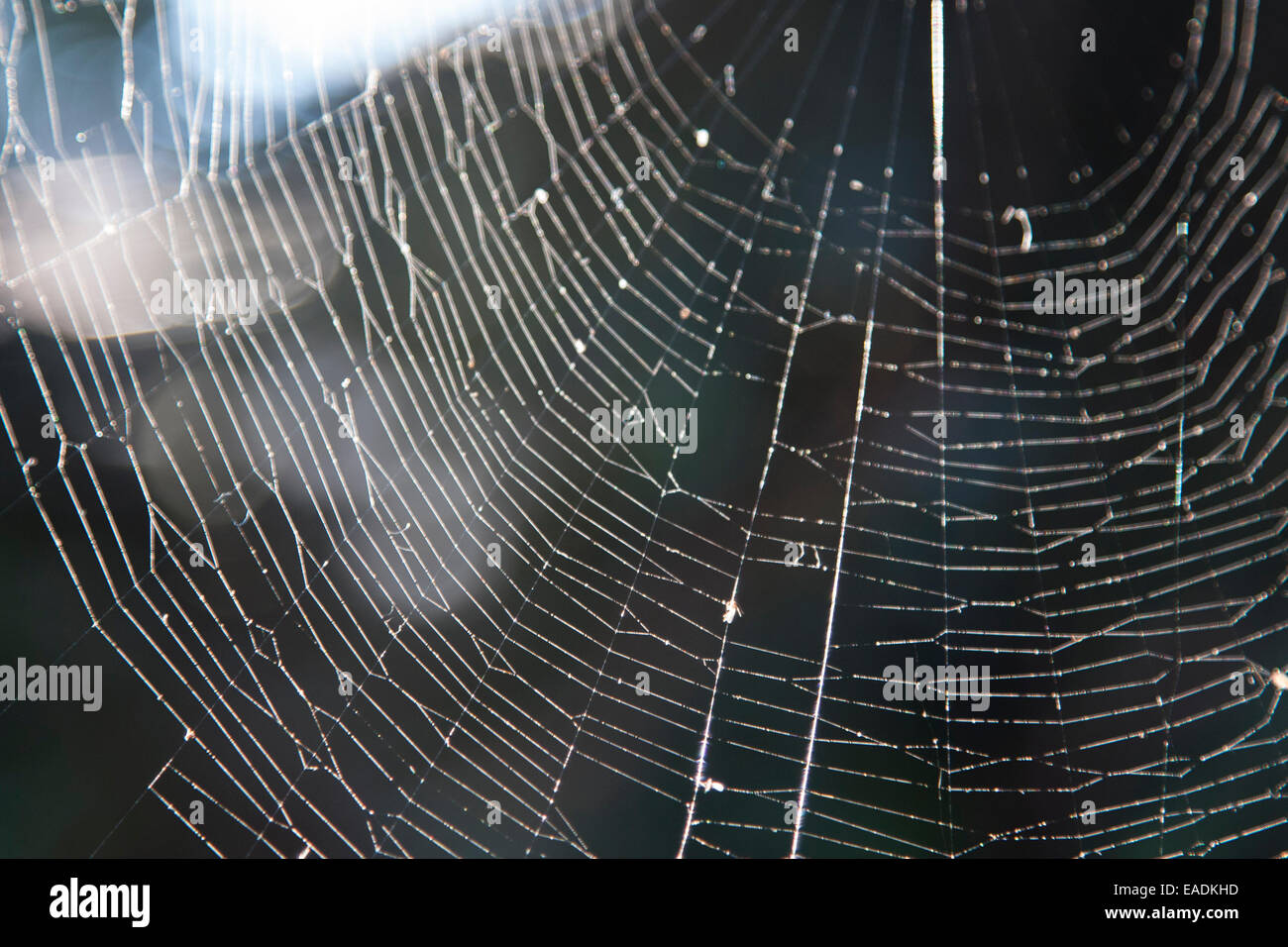 Spider web backlit by the sunlight Stock Photo - Alamy