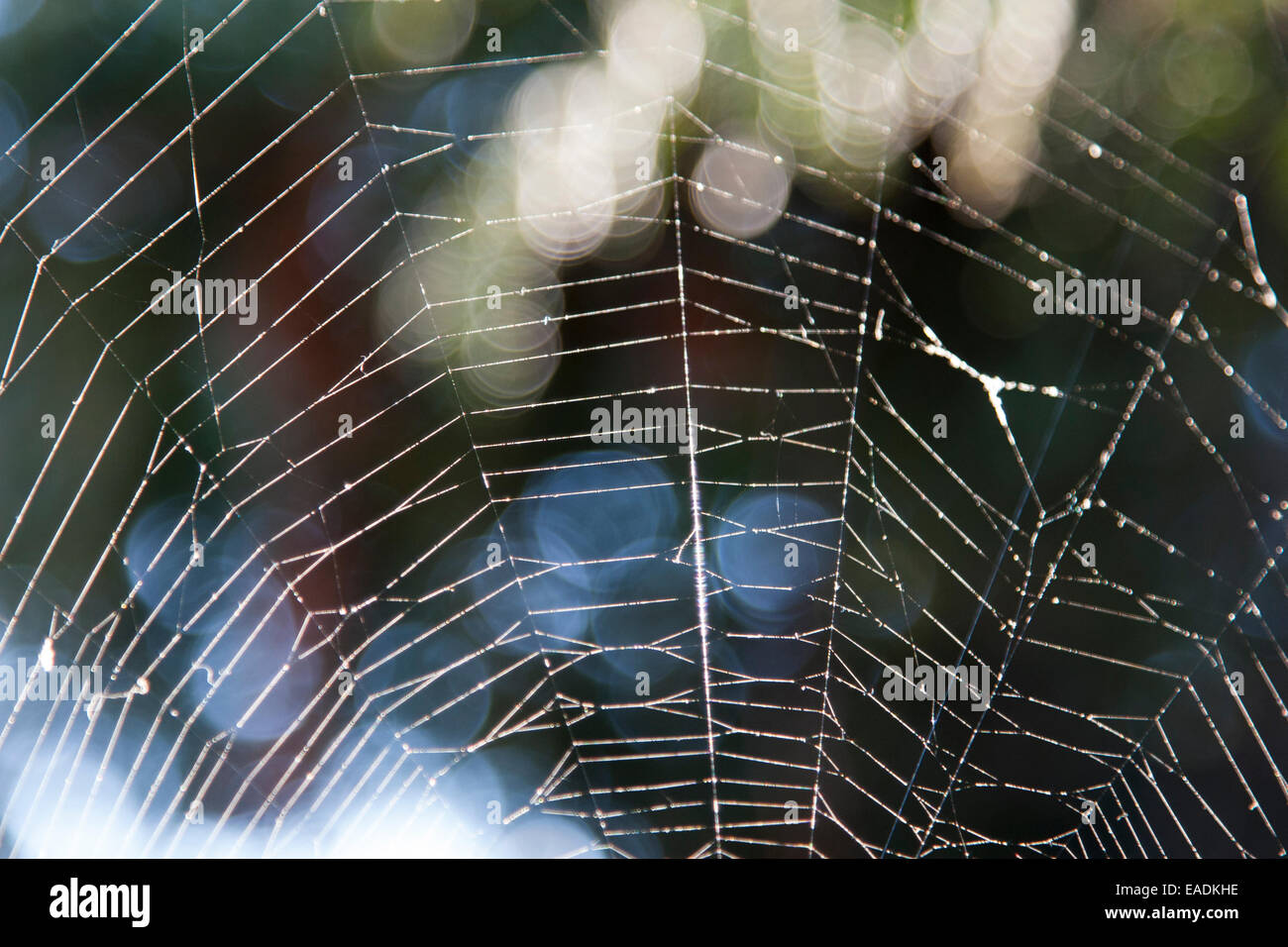 Spider web backlit by the sunlight Stock Photo - Alamy