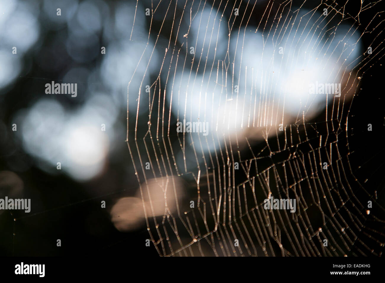 Spider web backlit by the sunlight Stock Photo - Alamy