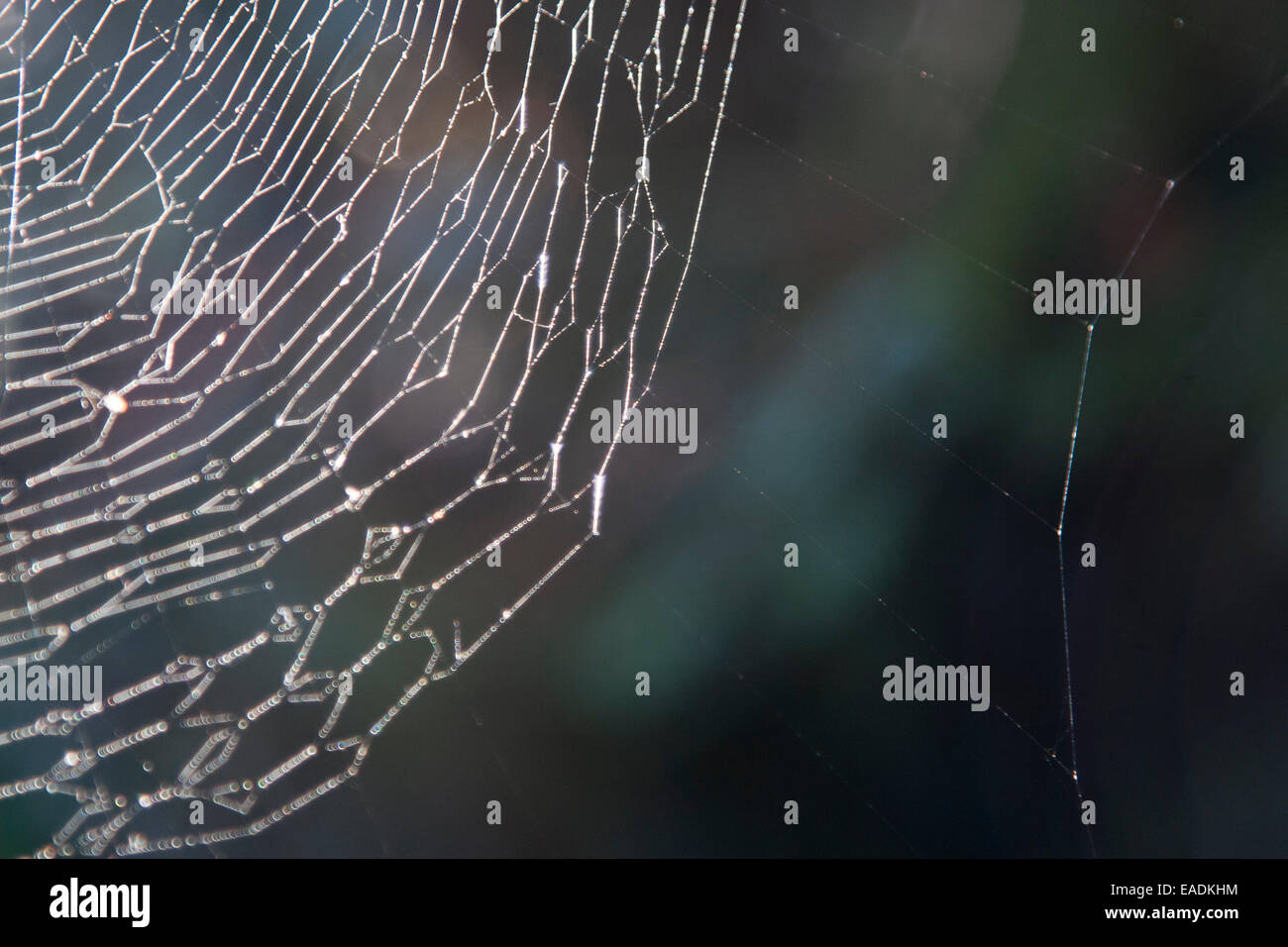 Spider web backlit by the sunlight Stock Photo - Alamy