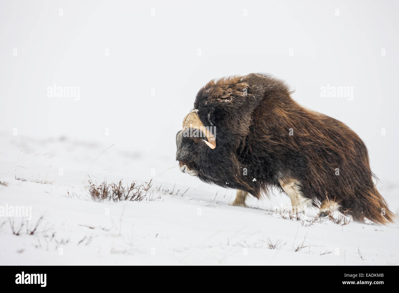 Strong as an ox hi-res stock photography and images - Alamy