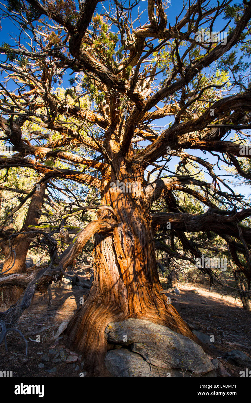 A bonzai Giant Redwood tree growing off a boulder in the Sequoia ...