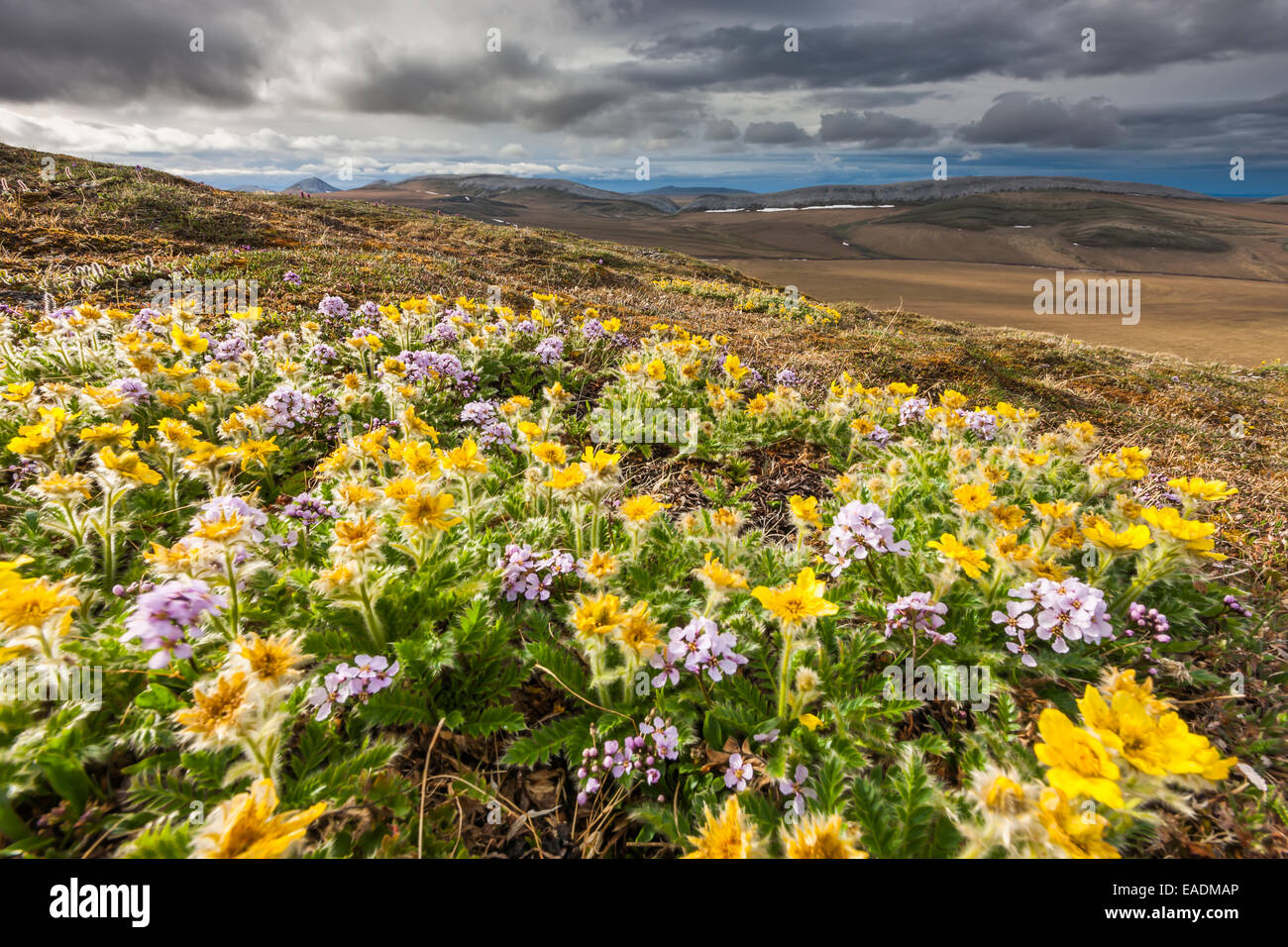 Geum flowers alaska hi-res stock photography and images - Alamy