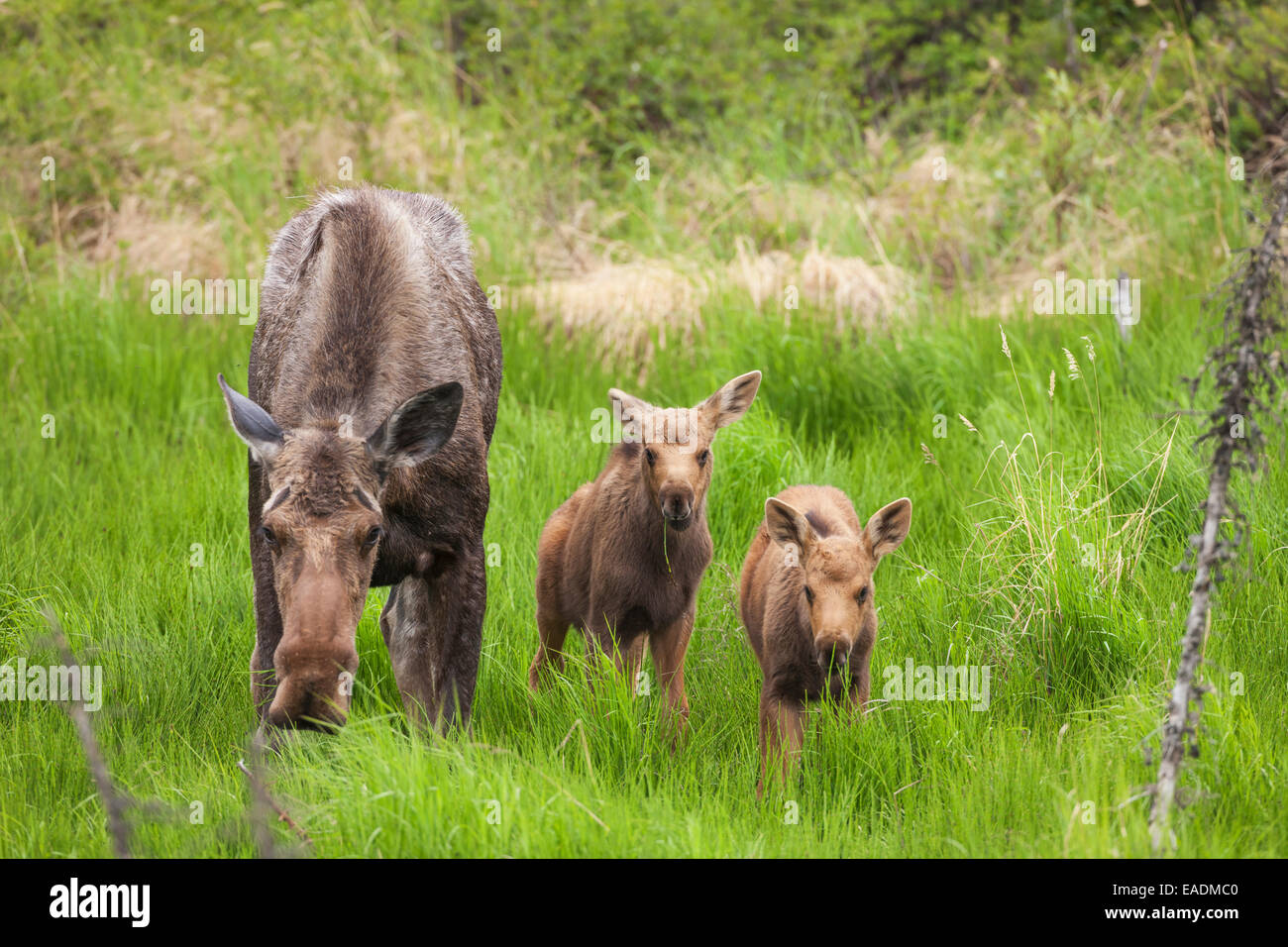 Horizontal image wild moose calf hi-res stock photography and images ...