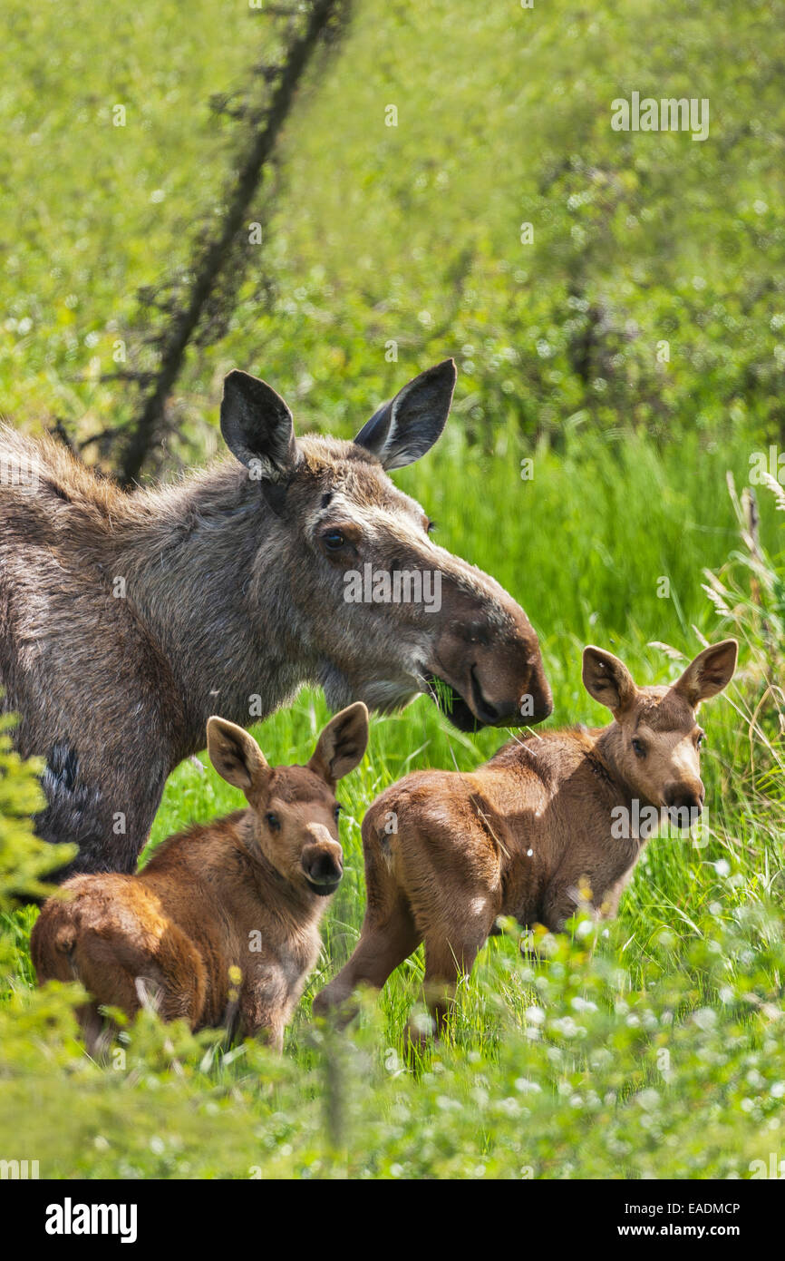 Horizontal image wild moose calf hi-res stock photography and images ...