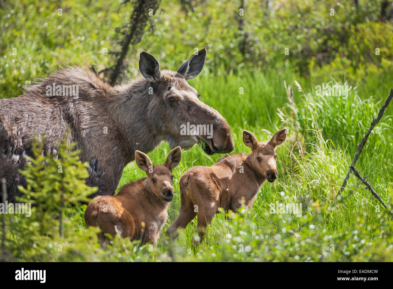 Horizontal image wild moose calf hi-res stock photography and images ...