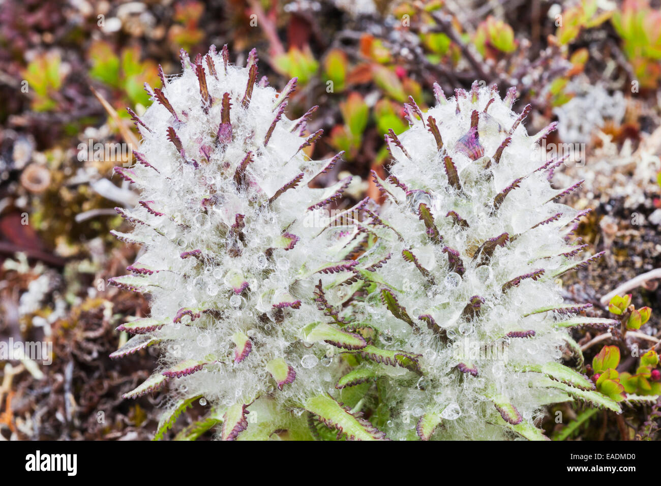 Arctic lousewort hi-res stock photography and images - Alamy