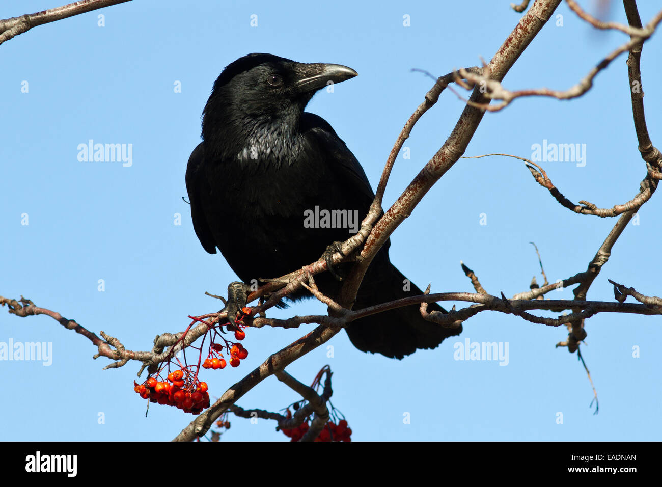 Black crow is sitting on a branch of rowan Stock Photo - Alamy