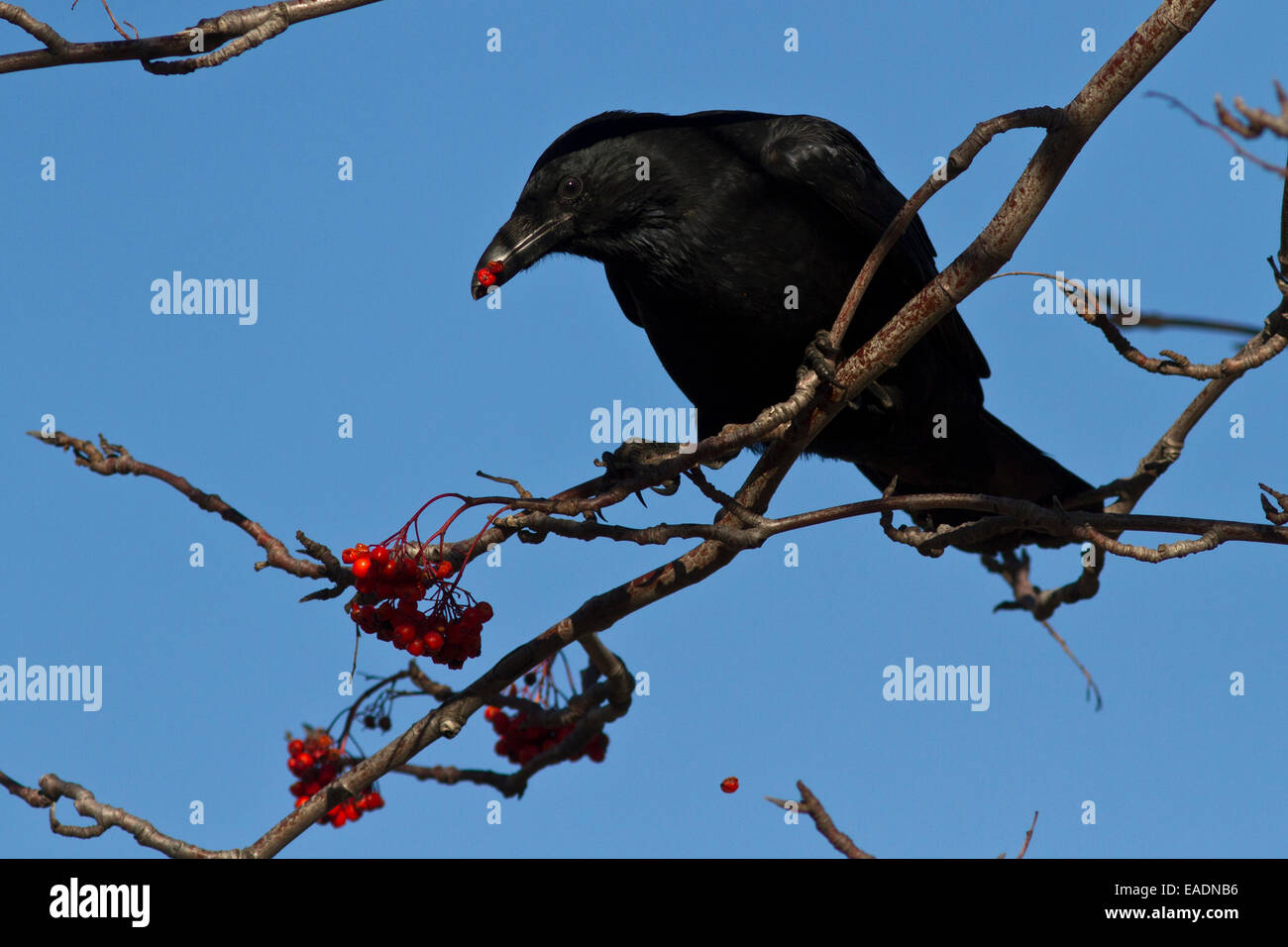 Black crow sitting on mountain ash and eat its fruits autumn Stock ...