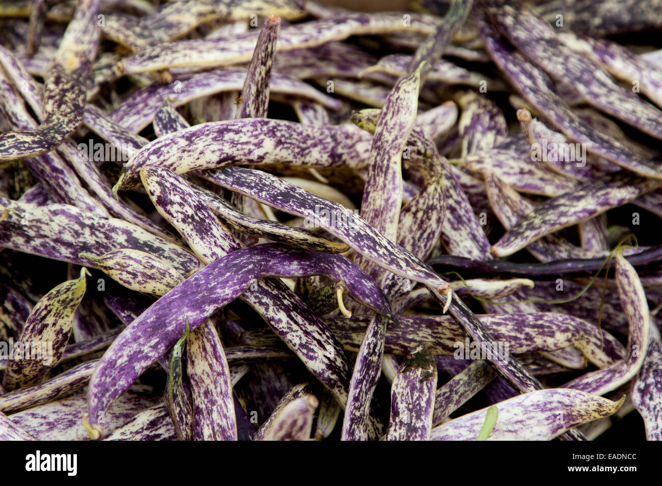 Dragon Tongue Beans at the Berkeley Farmers' Market Stock Photo - Alamy