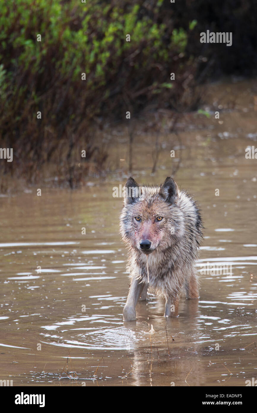 Alaska National Guard Stock Photos & Alaska National Guard Stock Images ...