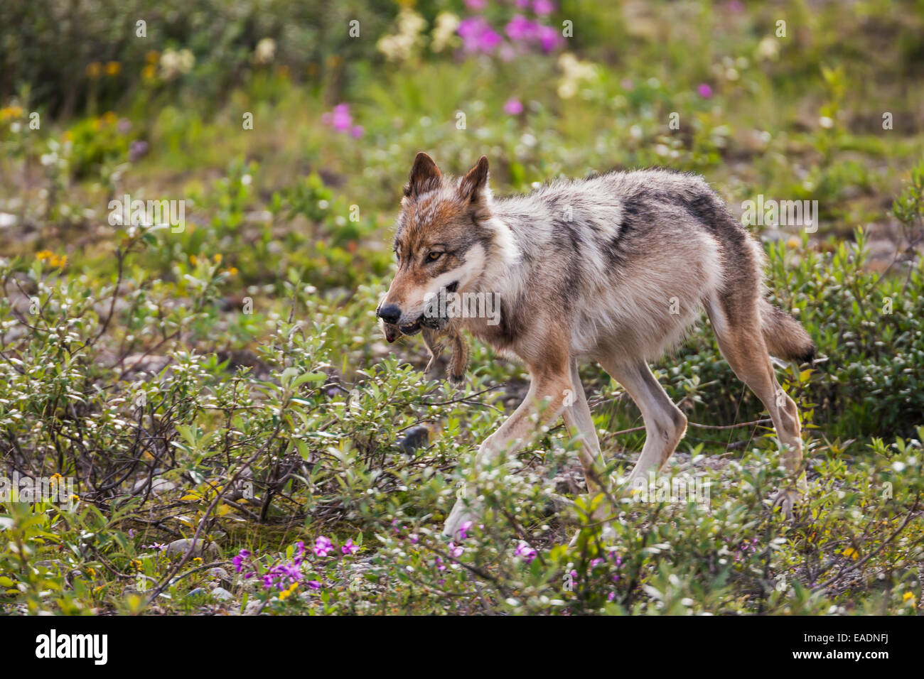 Alaska squirrel hi-res stock photography and images - Alamy