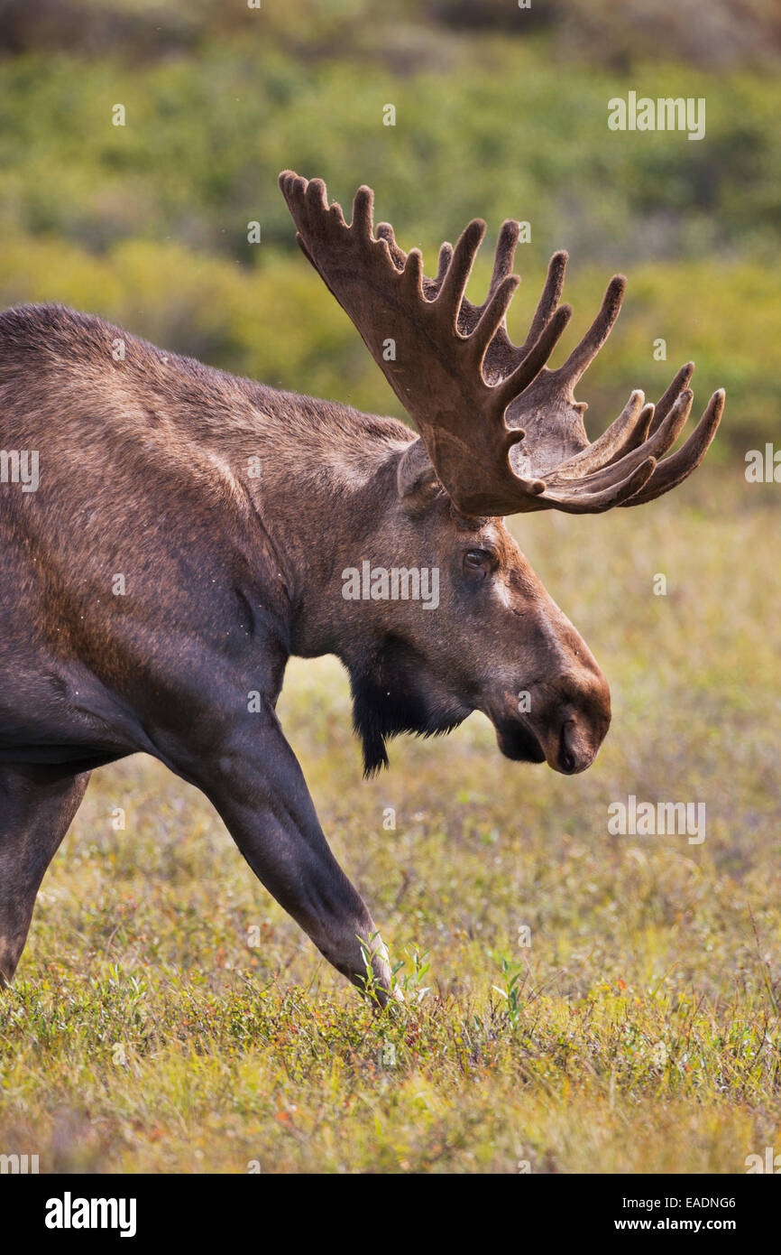 Bull picture hi-res stock photography and images - Alamy
