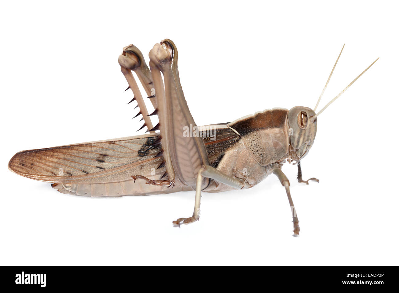Moroccan locusts hi-res stock photography and images - Alamy