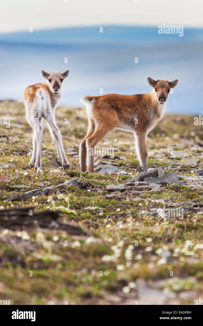 Caribou arctic summer calf hi-res stock photography and images - Alamy
