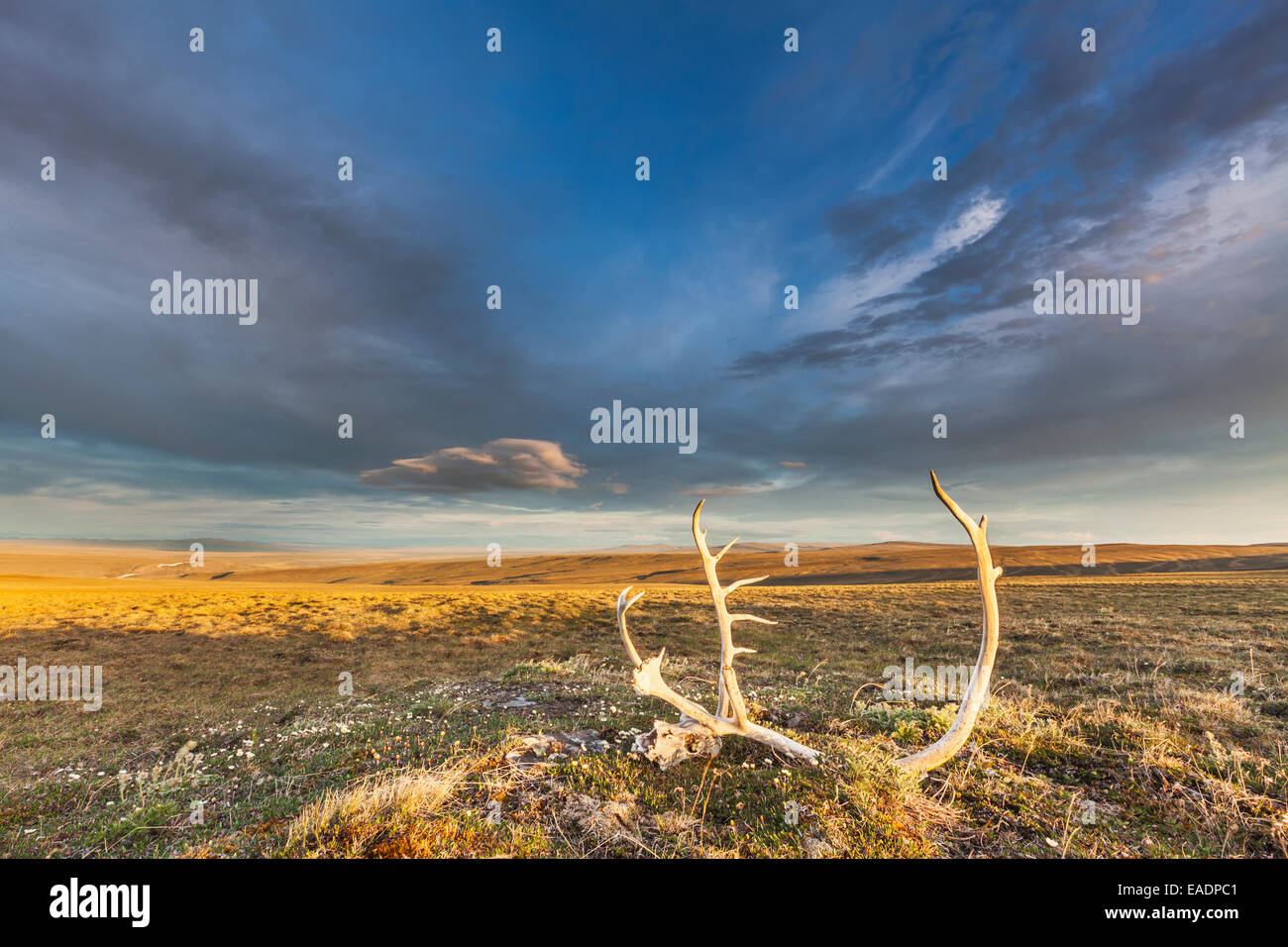 Caribou antler hi-res stock photography and images - Alamy