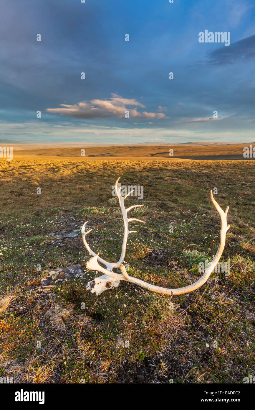 Caribou antler hi-res stock photography and images - Alamy