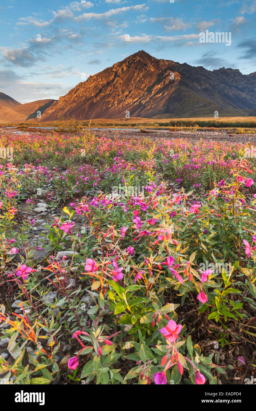 Fireweed flower arctic hi-res stock photography and images - Alamy