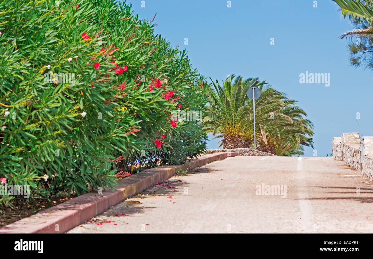 Oleander path hi-res stock photography and images - Alamy
