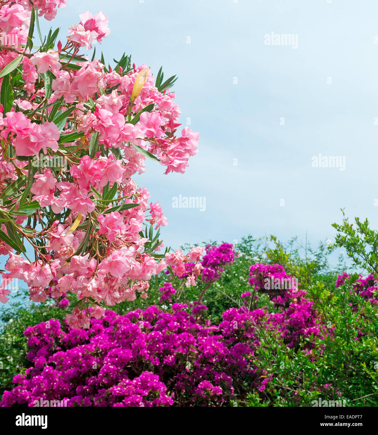 Purple oleanders hi-res stock photography and images - Alamy
