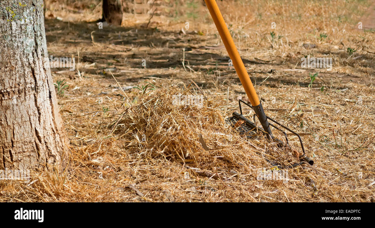 Rake with dry hi-res stock photography and images - Alamy