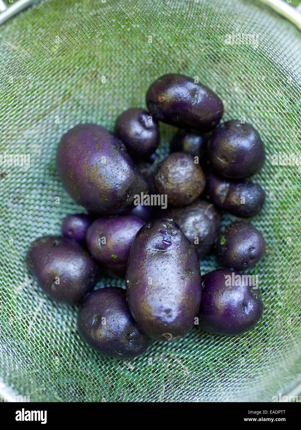 Purple potatoes hi-res stock photography and images - Alamy