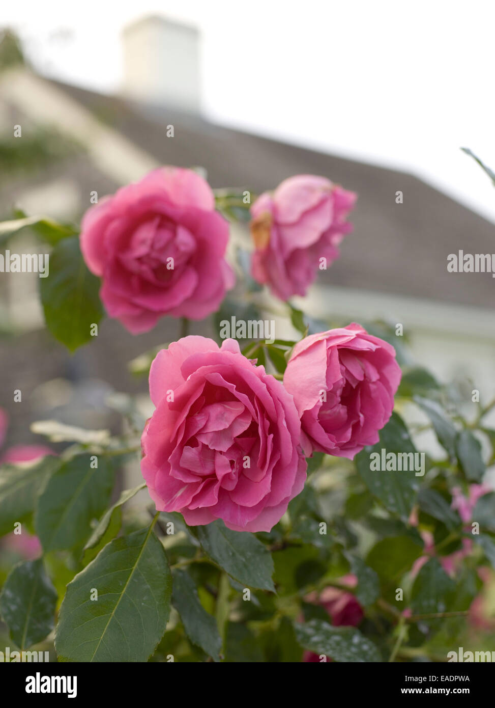 a clump of red roses growing cottage side Stock Photo - Alamy