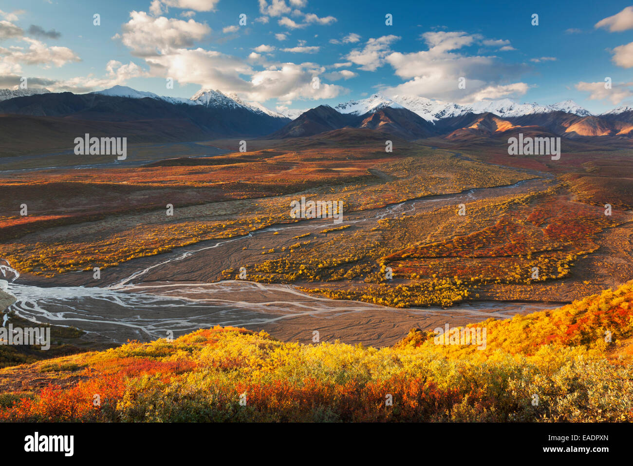 Birch betula tundra autumn hi-res stock photography and images - Alamy