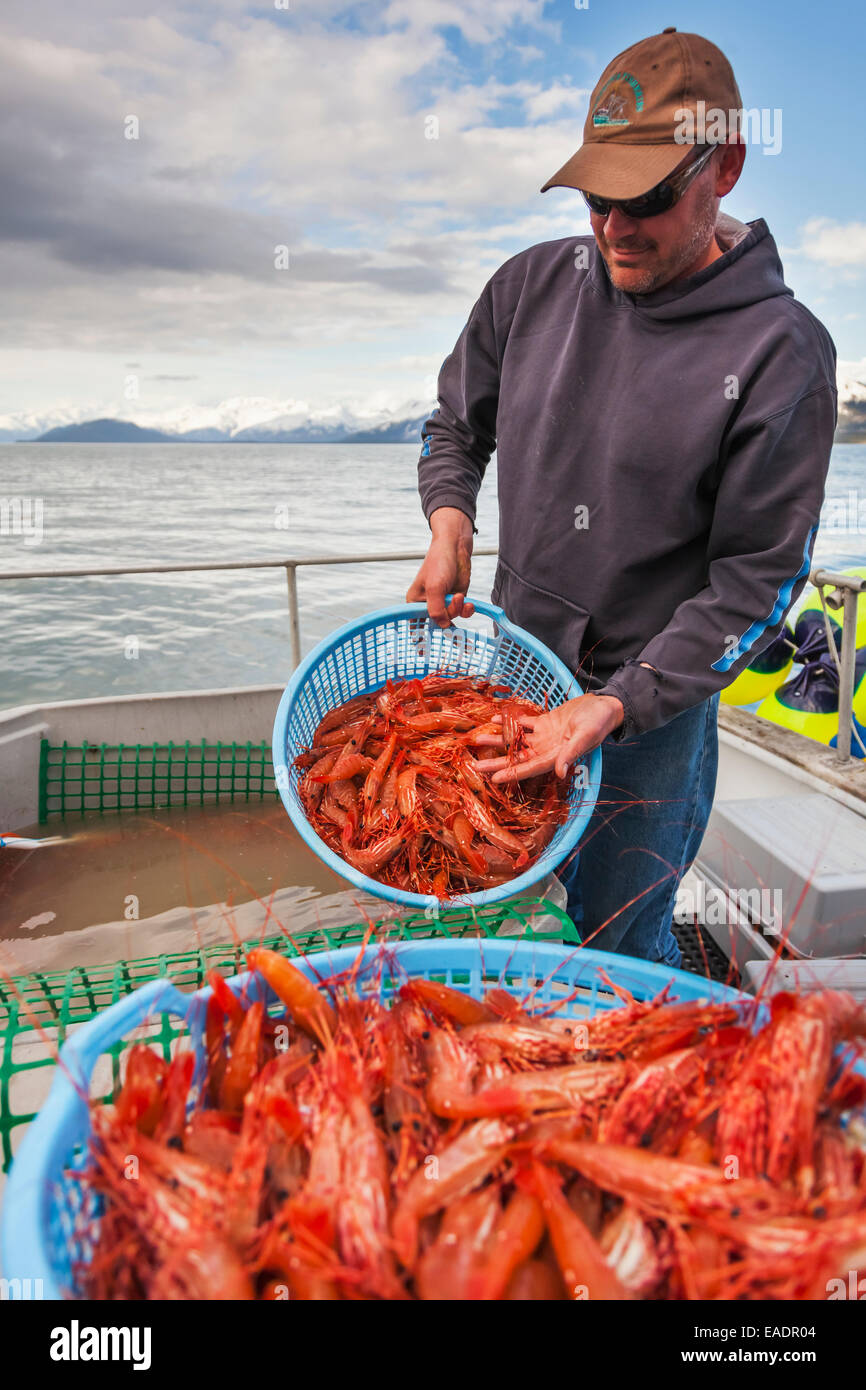 Spot Prawn Stock Photos & Spot Prawn Stock Images - Alamy