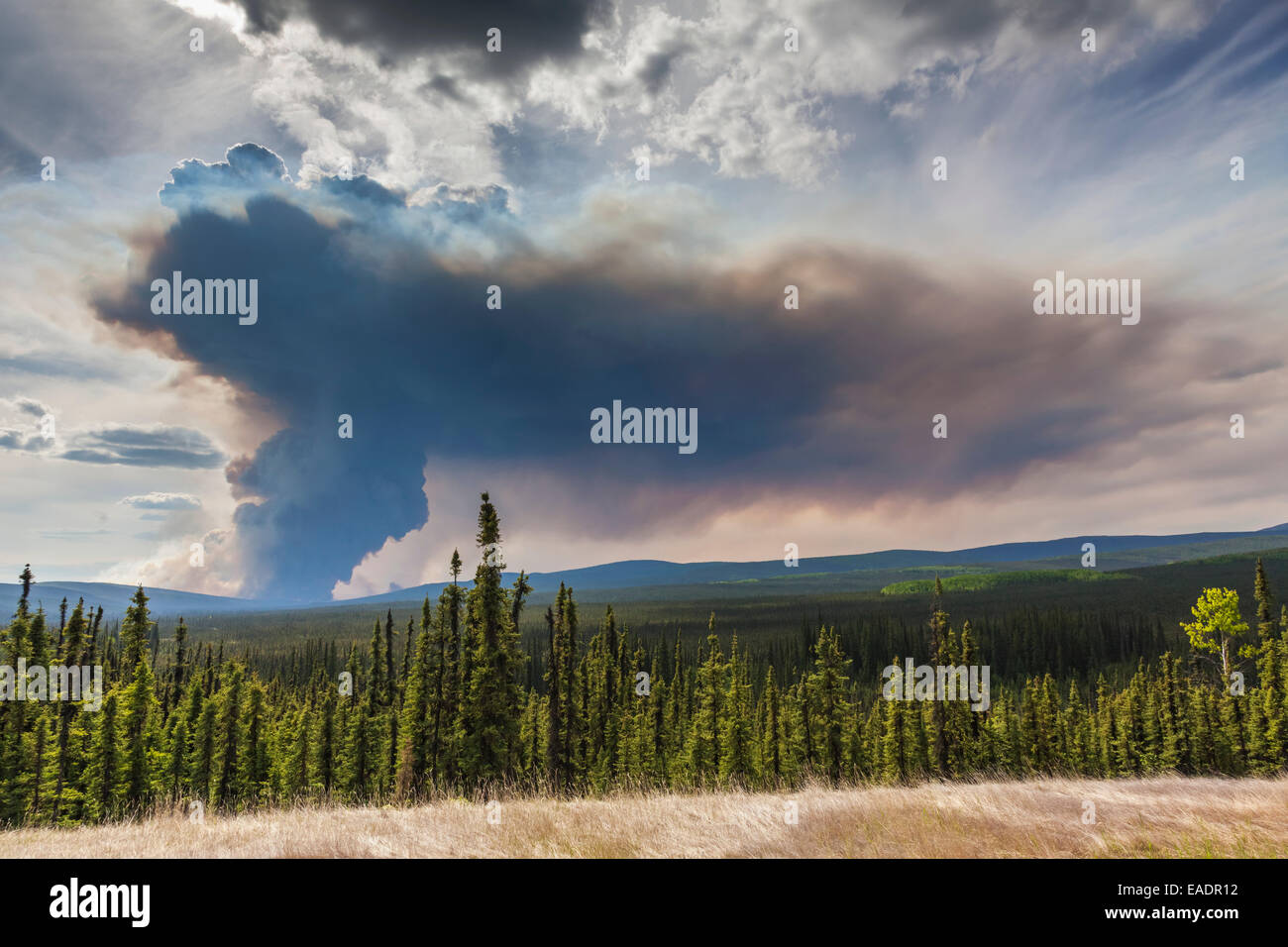 Boreal forest fire alaska hi-res stock photography and images - Alamy