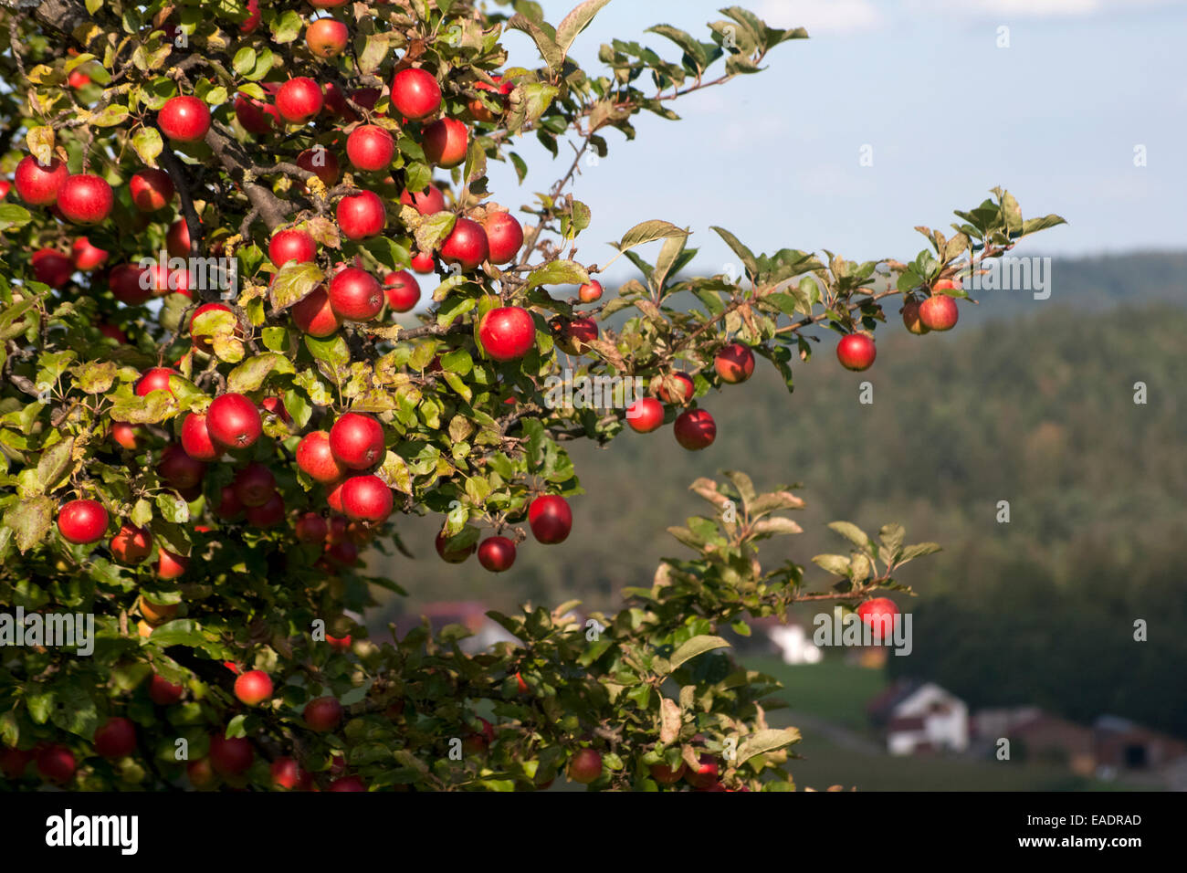 Mellow fruits hi-res stock photography and images - Alamy
