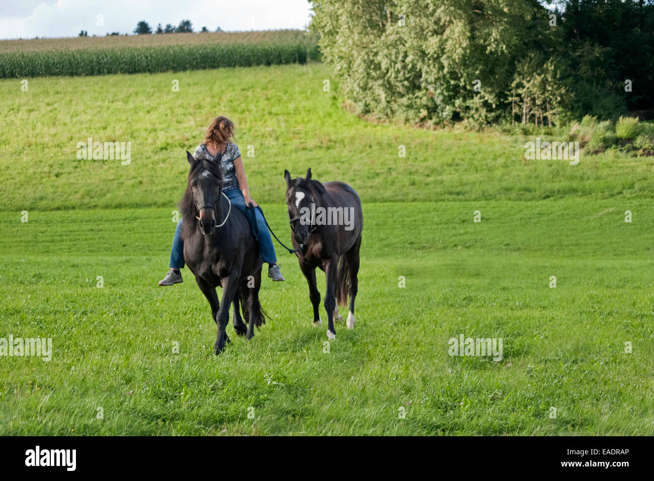 Hand and horse hi-res stock photography and images - Alamy