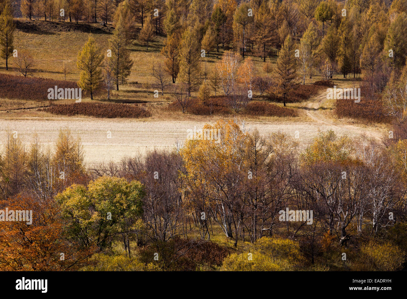 Forest in Aershan,China Stock Photo - Alamy