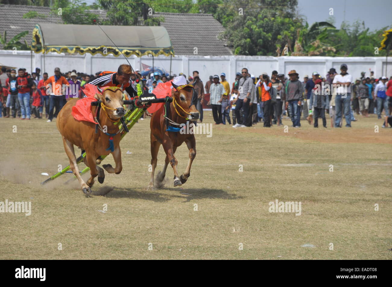 Karapan Sapi, the traditional bulls race from Madura, East Java ...
