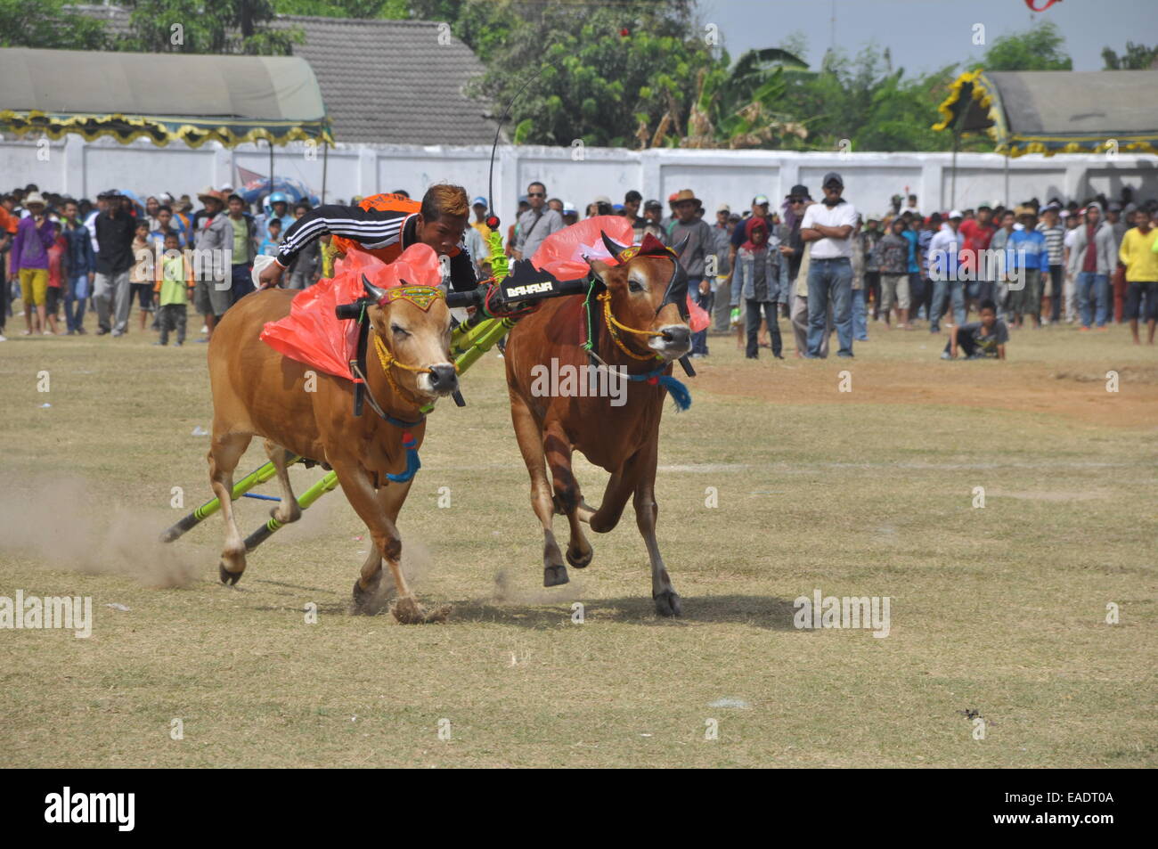 Karapan Sapi, the traditional bulls race from Madura, East Java ...