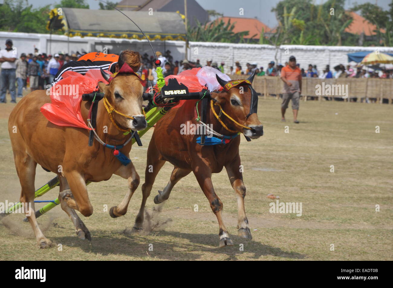 Karapan Sapi, the traditional bulls race from Madura, East Java ...
