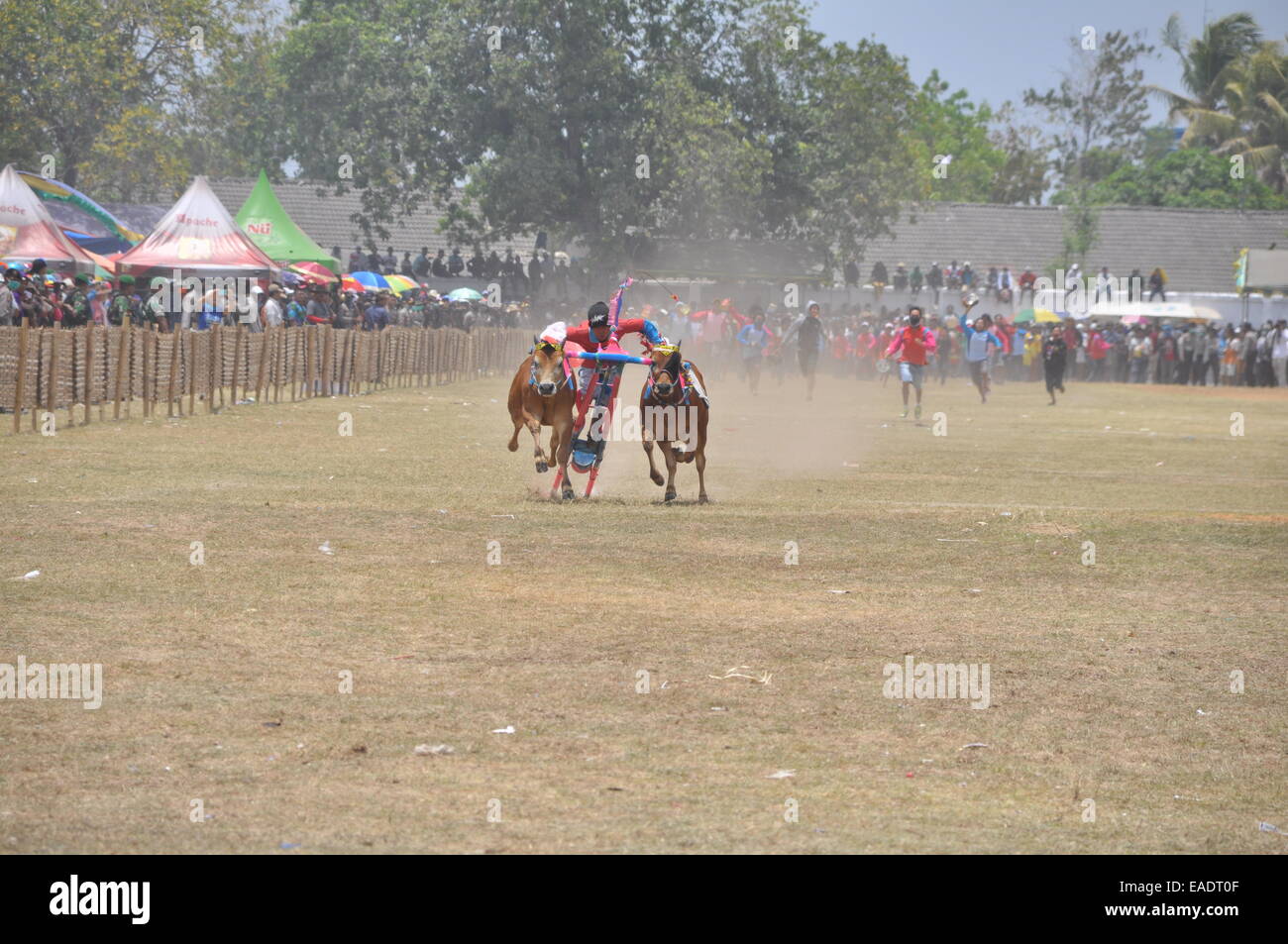 Karapan Sapi High Resolution Stock Photography and Images - Alamy