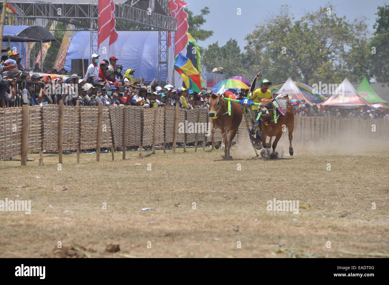 Karapan Sapi, the traditional bulls race from Madura, East Java ...