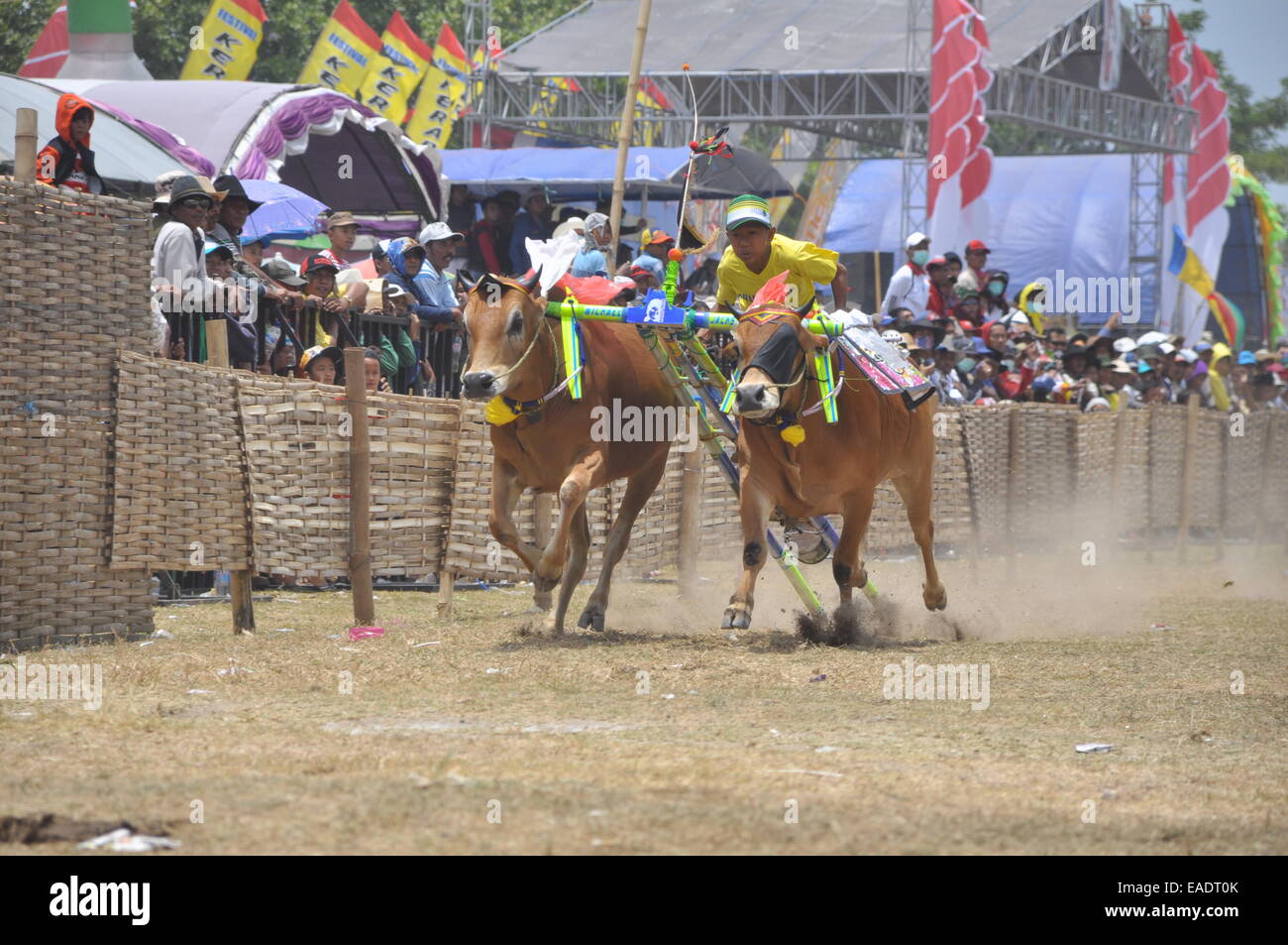 Karapan Sapi, the traditional bulls race from Madura, East Java ...