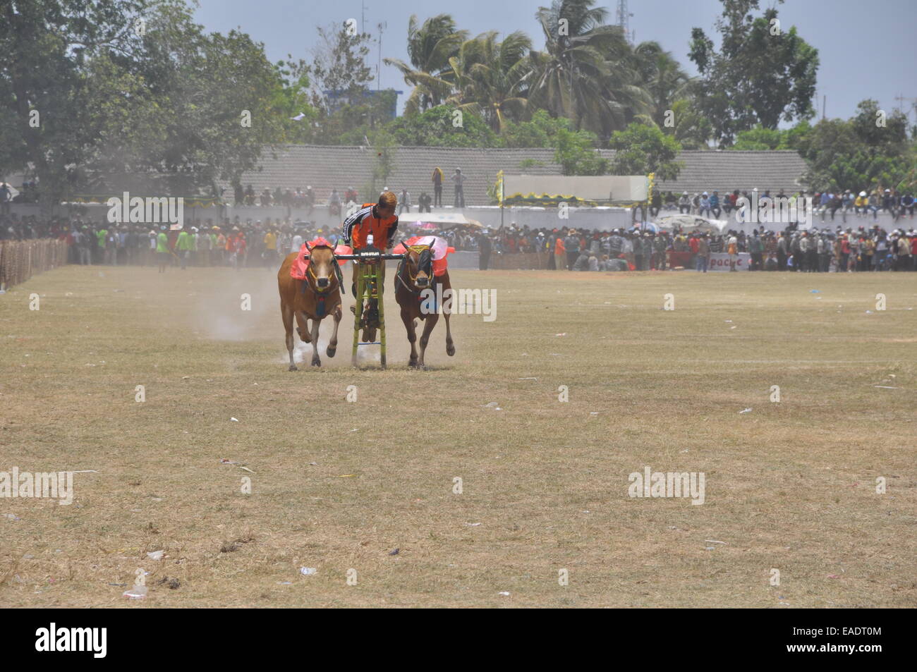 Karapan Sapi, the traditional bulls race from Madura, East Java ...