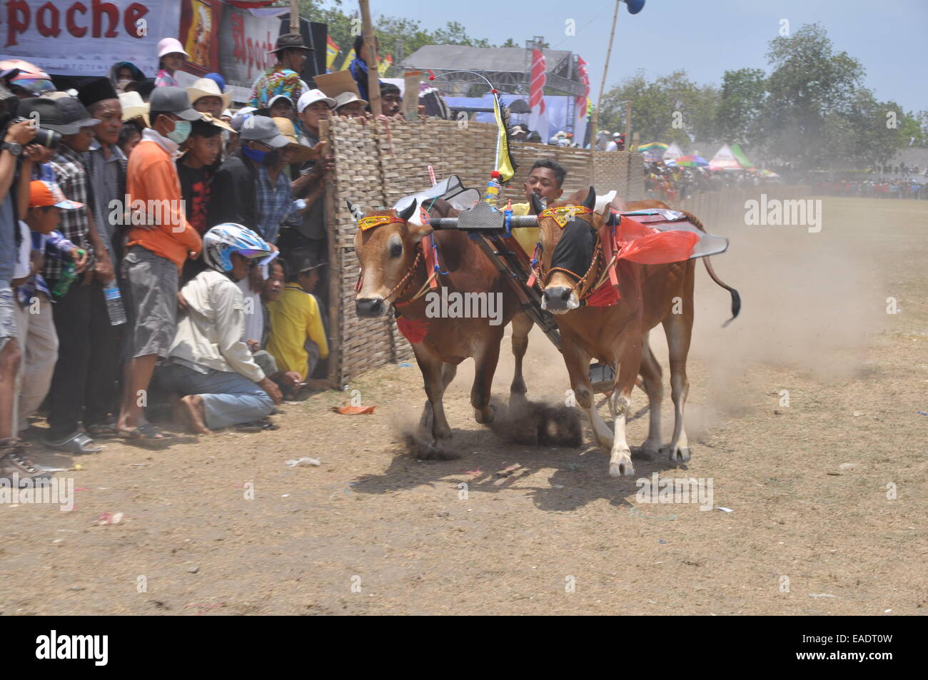 Karapan Sapi, the traditional bulls race from Madura, East Java ...